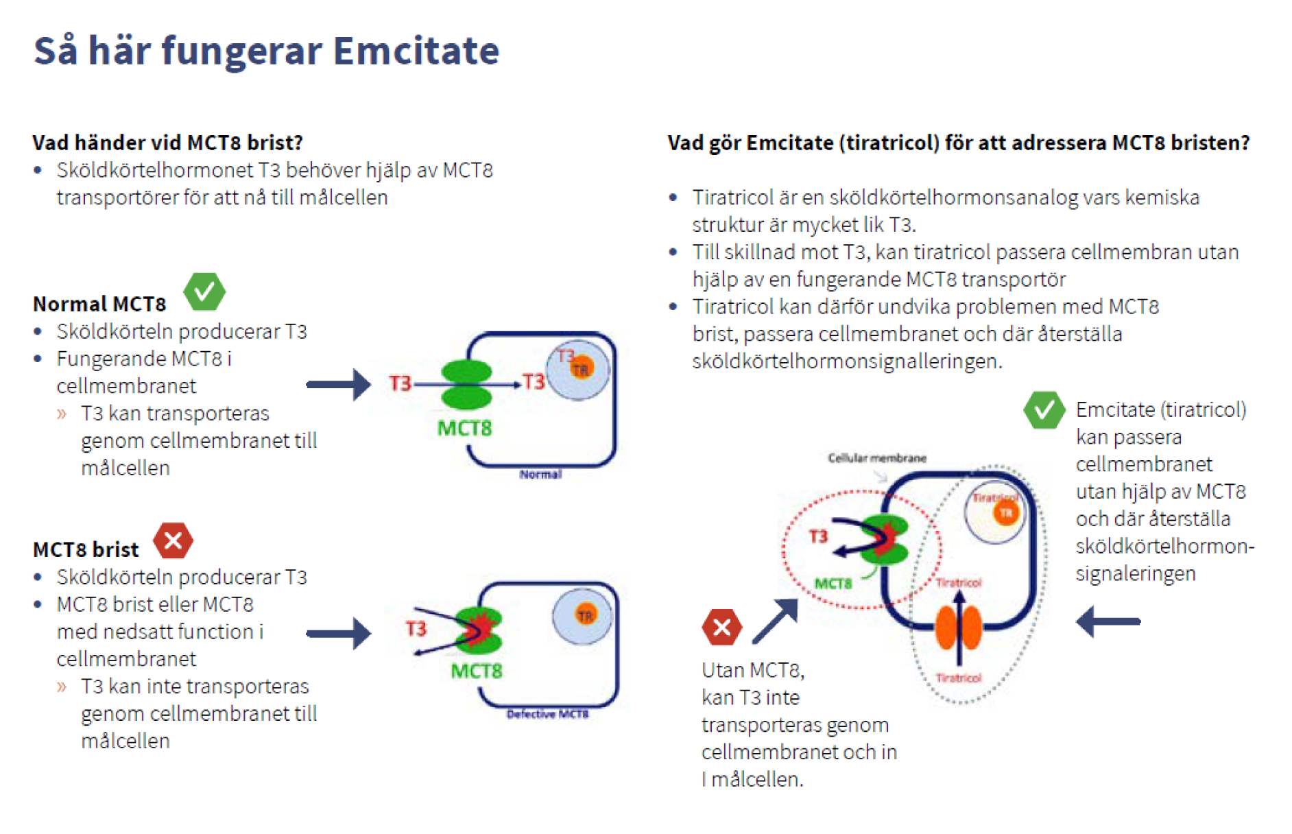 Emcitate funktion - Egetis Therapeutics